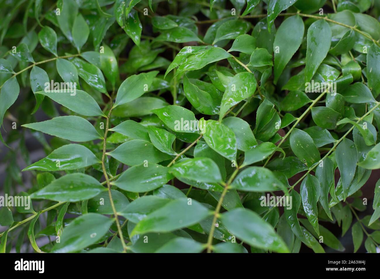 Zamia fischeri hi-res stock photography and images - Alamy