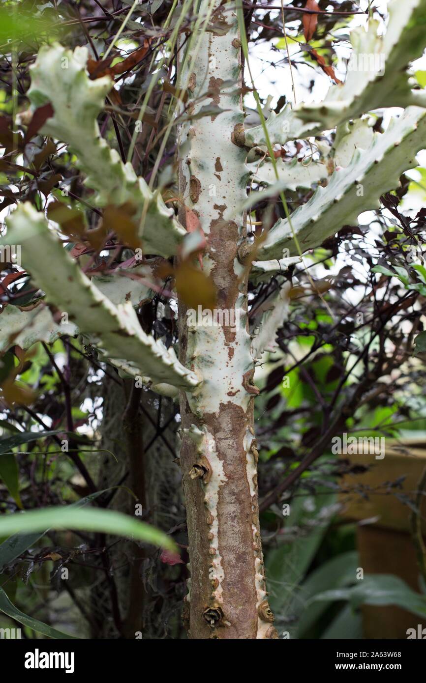 Candelabra plant hi-res stock photography and images - Alamy