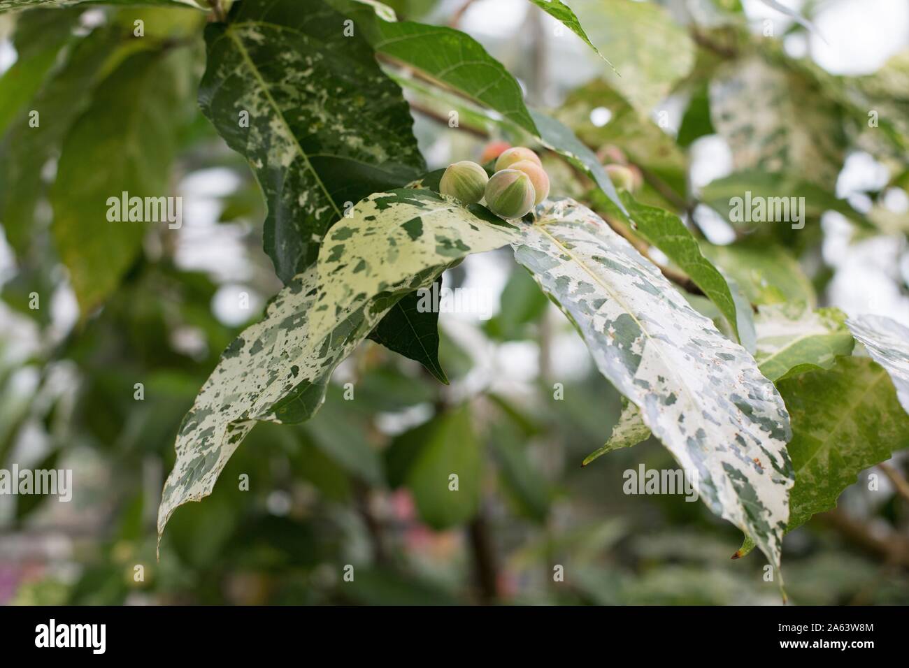 Ficus aspera - variegated clown fig Stock Photo - Alamy