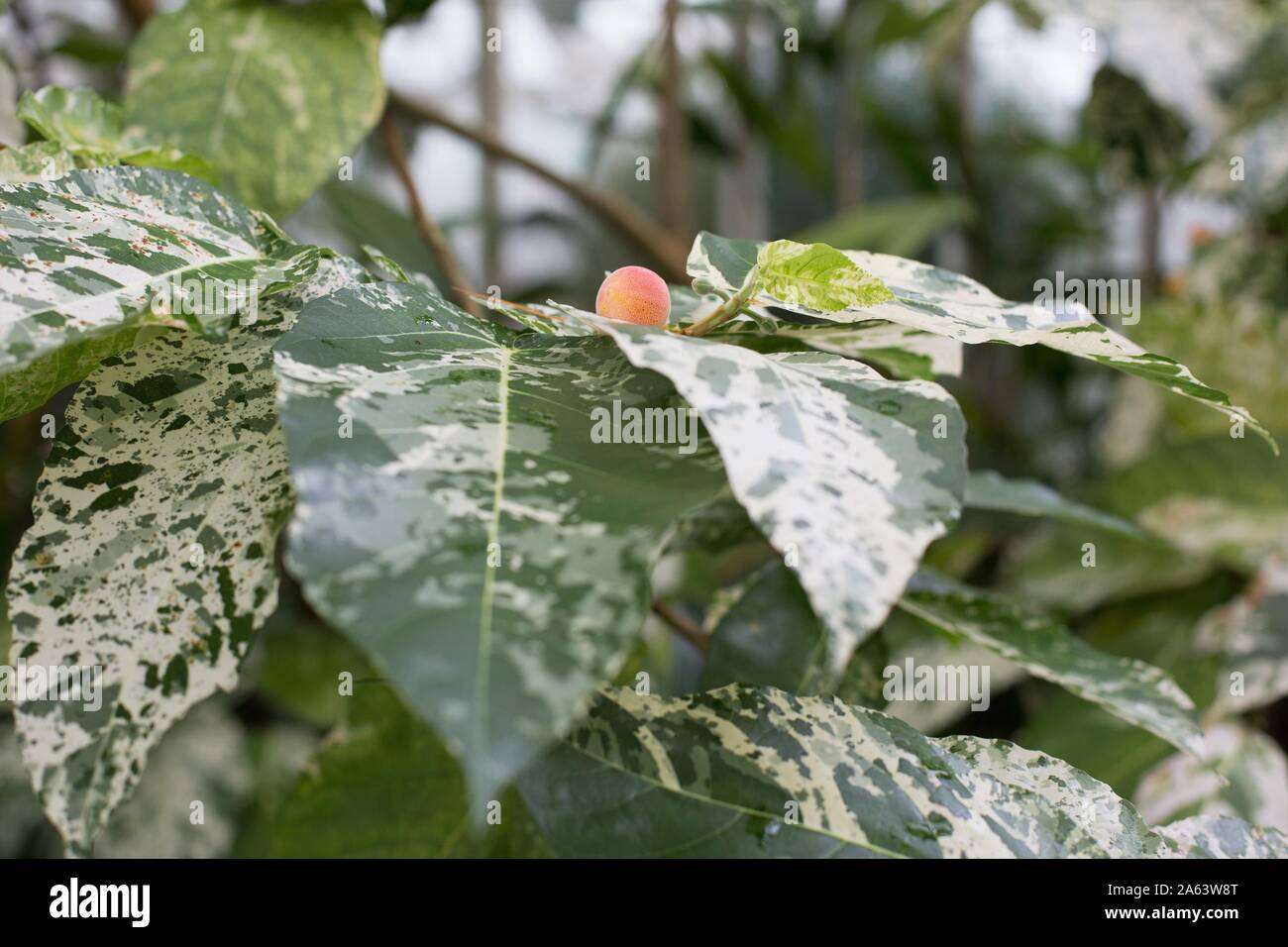 Ficus aspera - variegated clown fig Stock Photo - Alamy