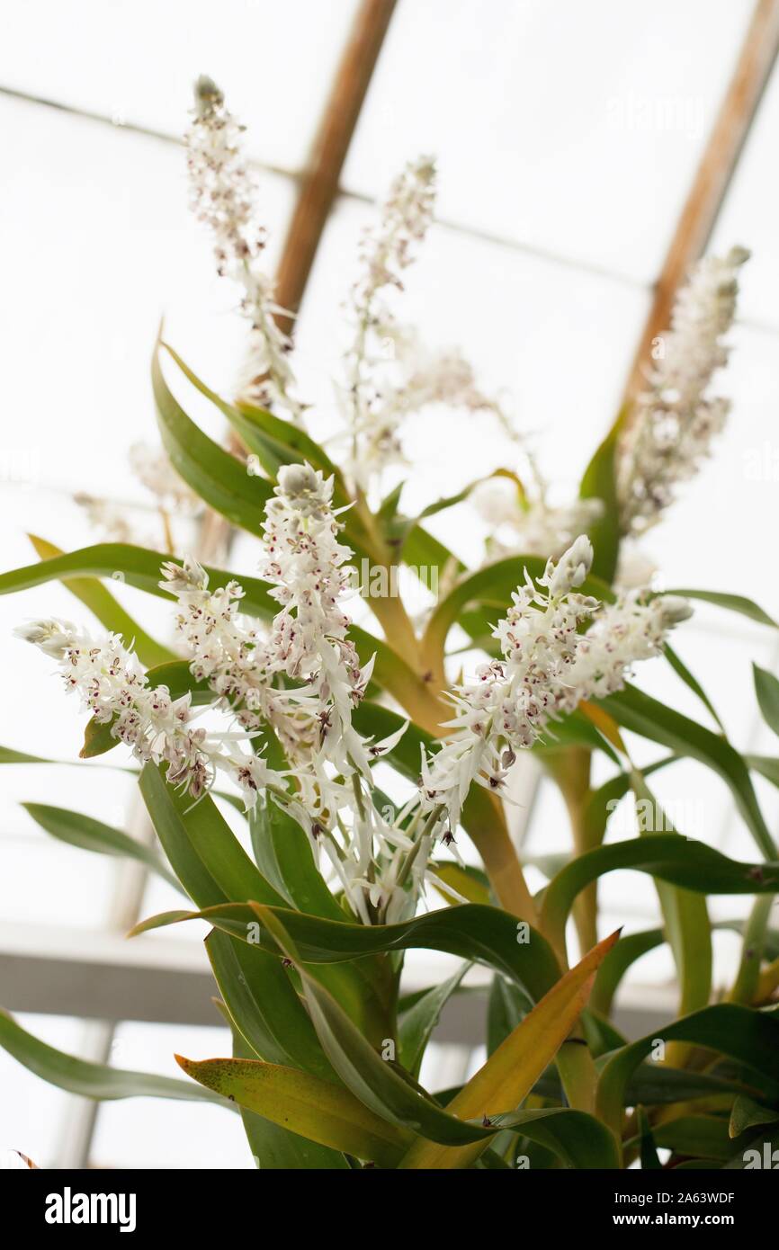 Eria vanoverberghii orchid Stock Photo - Alamy