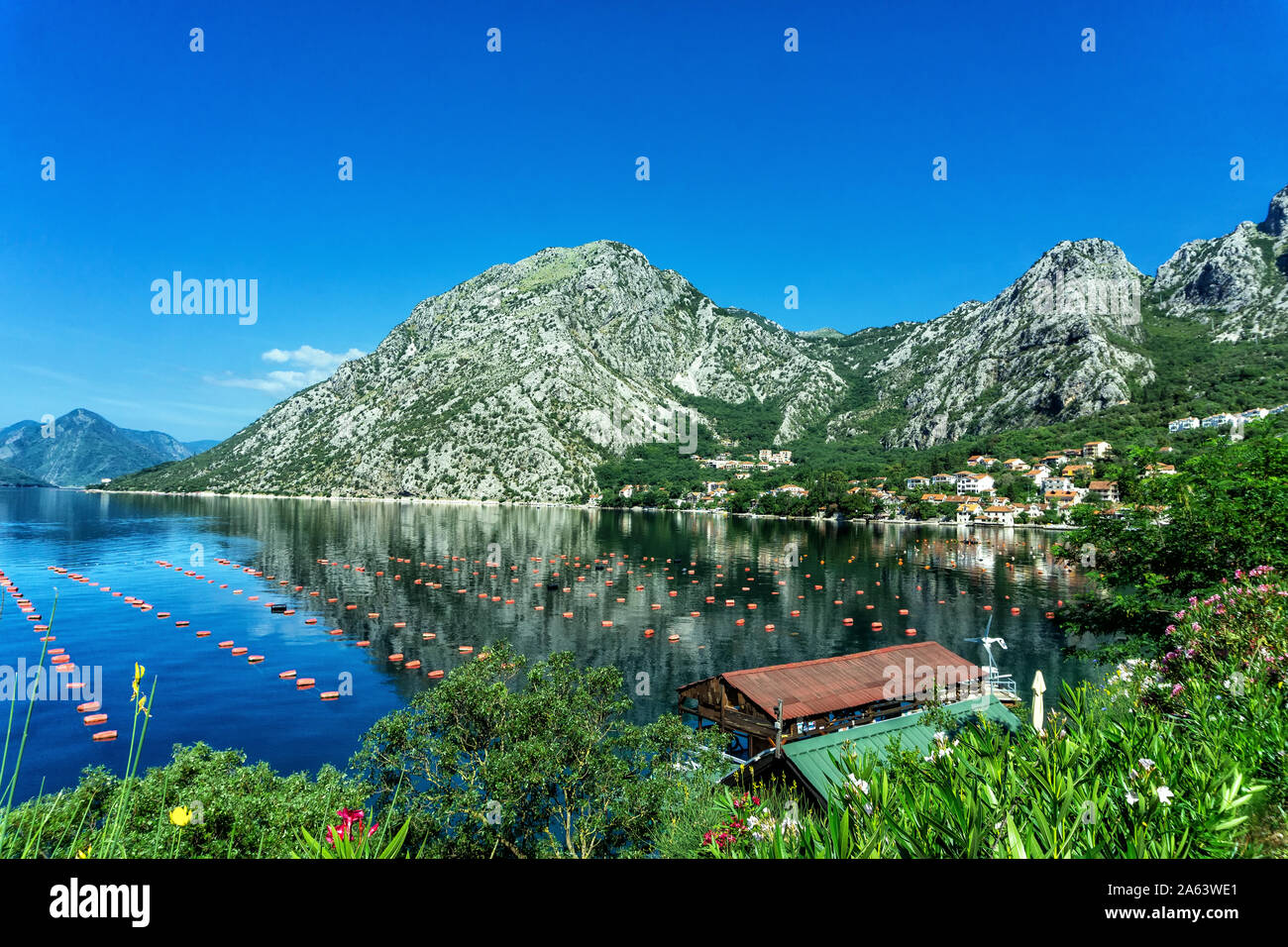Kotor bay seaside mussel hi-res stock photography and images - Alamy