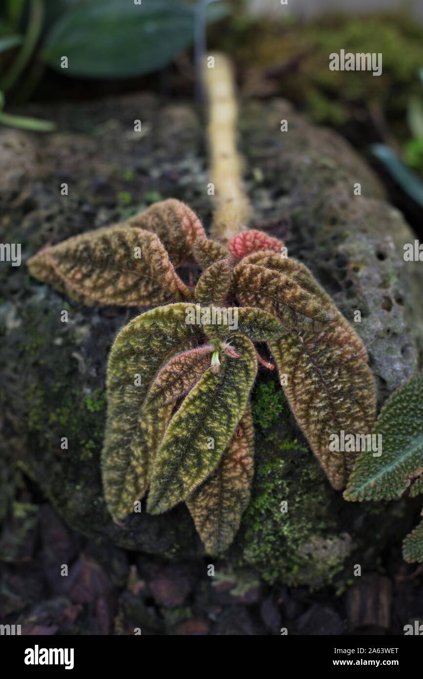 Columnea hi-res stock photography and images - Alamy