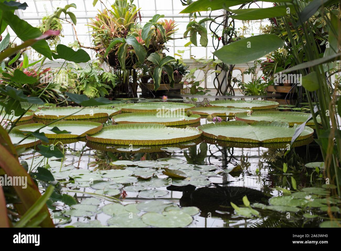 Conservatory of flowers golden gate park hi-res stock photography and ...