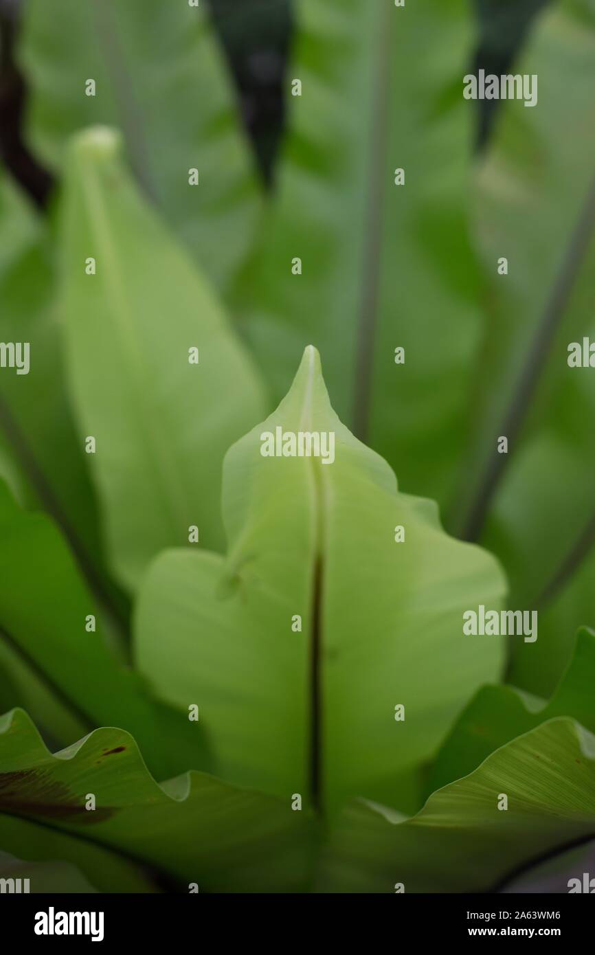 Close up of a Asplenium nidus fern Stock Photo - Alamy