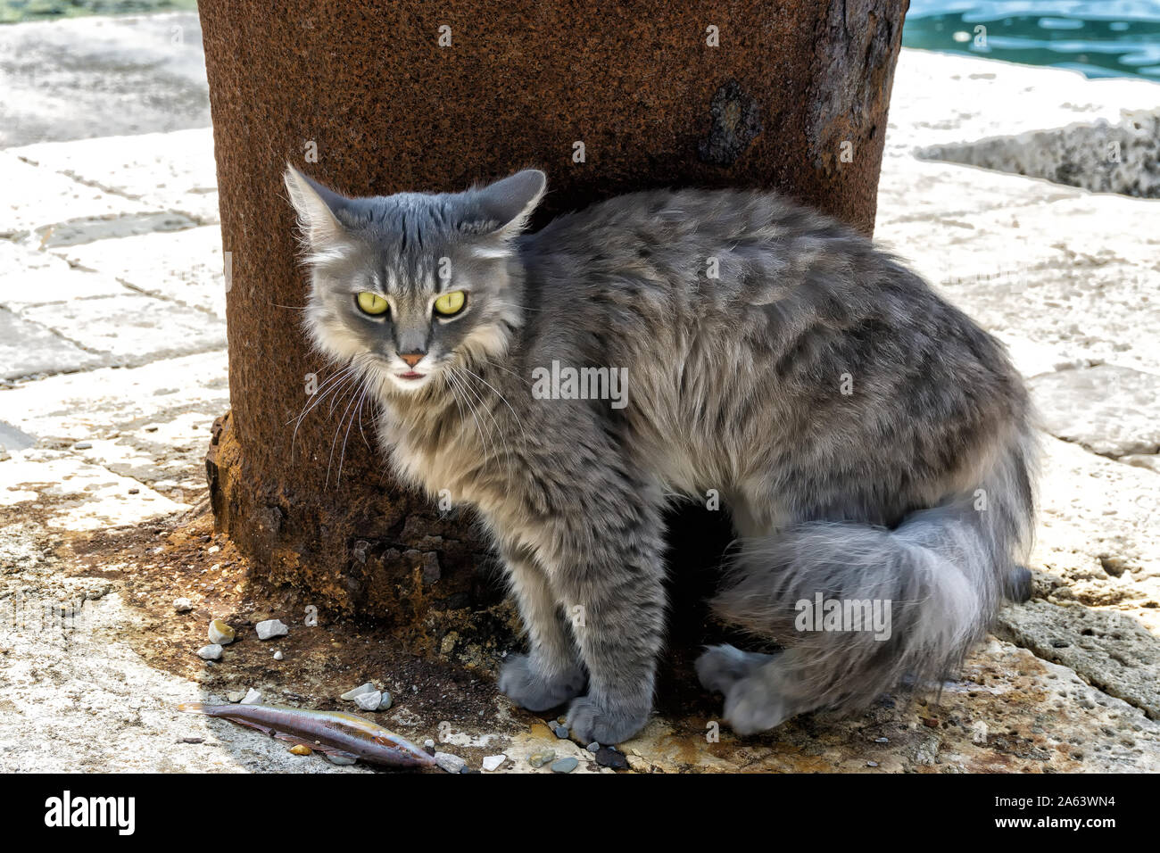 Beautiful grey cat hi-res stock photography and images - Alamy