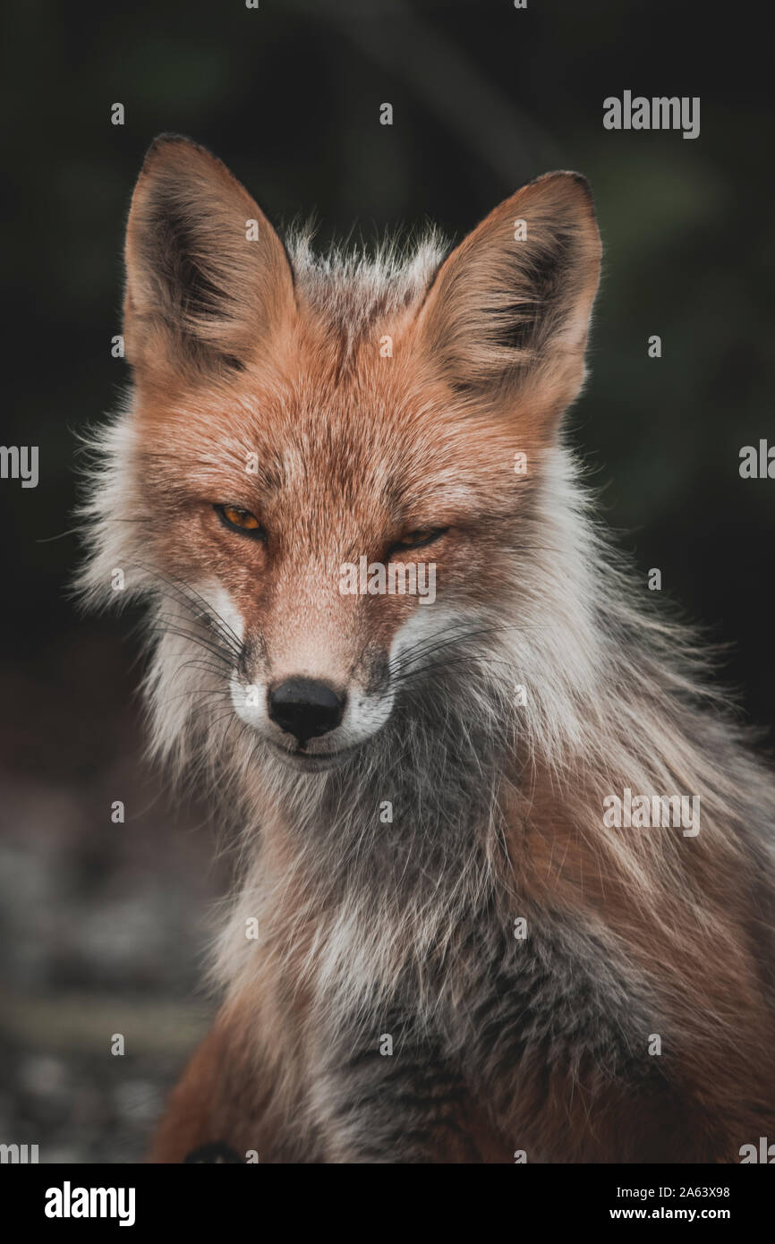 A female red fox looking at the camera, Yukon Territory, Canada Stock ...