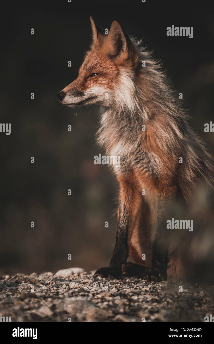 Red fox prowling hi-res stock photography and images - Alamy