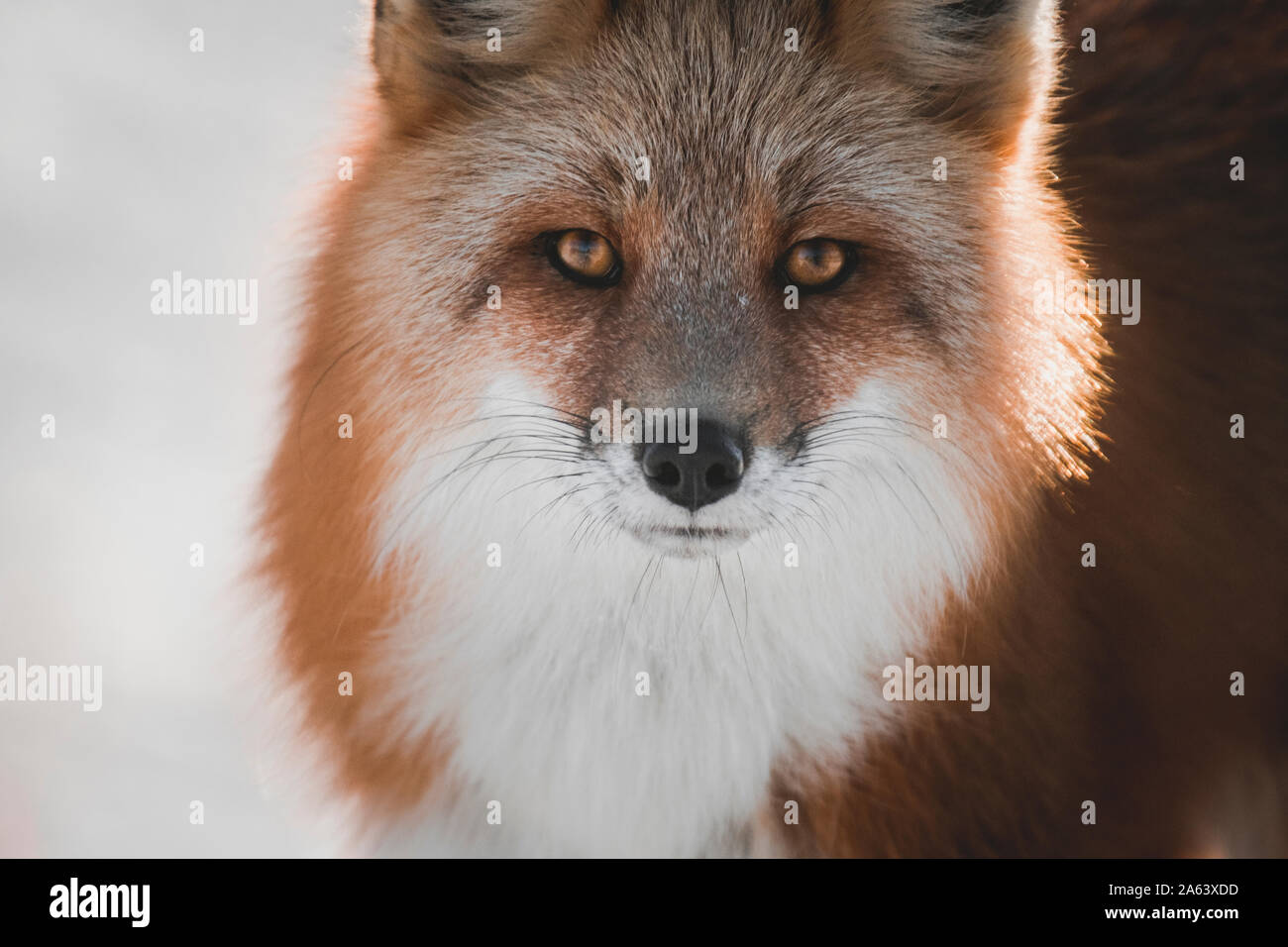 Wildlife canada face hi-res stock photography and images - Alamy