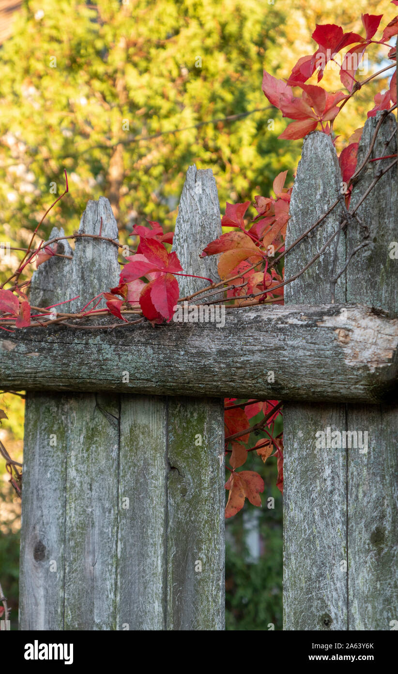 Leaves fall gold yellow red farm fence hi-res stock photography and ...
