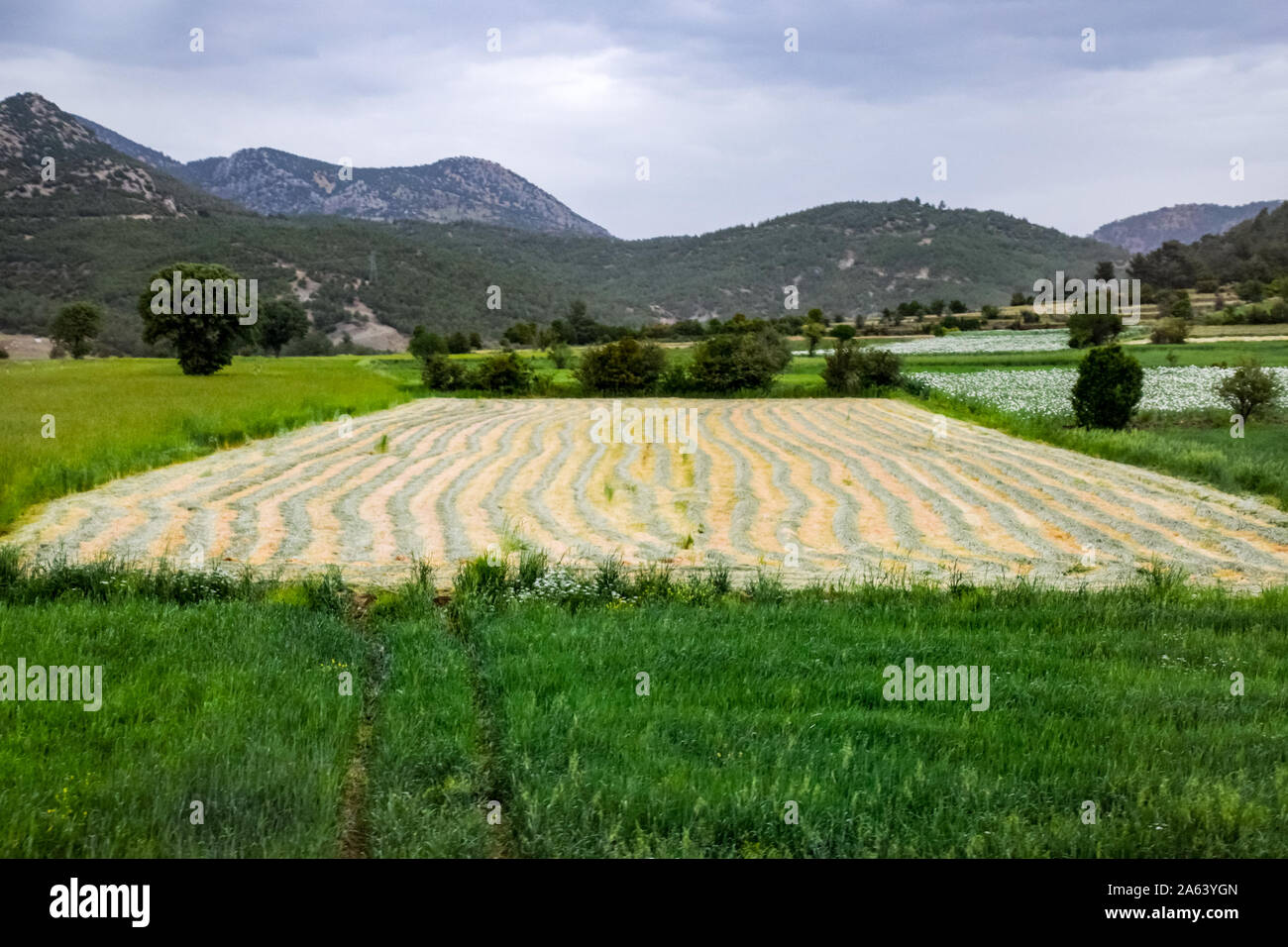 Hay cut in the field lies in rows and dries. livestock feed hay Stock ...