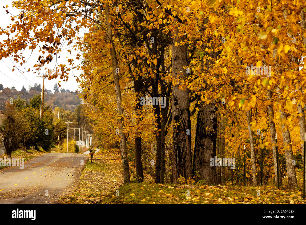 Hybrid poplar tree hi-res stock photography and images - Alamy