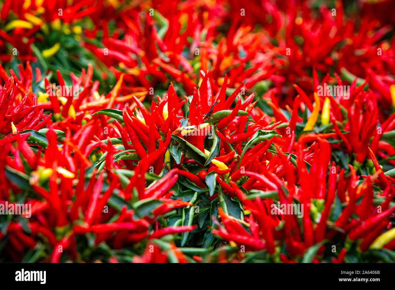Growing peppers in garden hi-res stock photography and images - Alamy