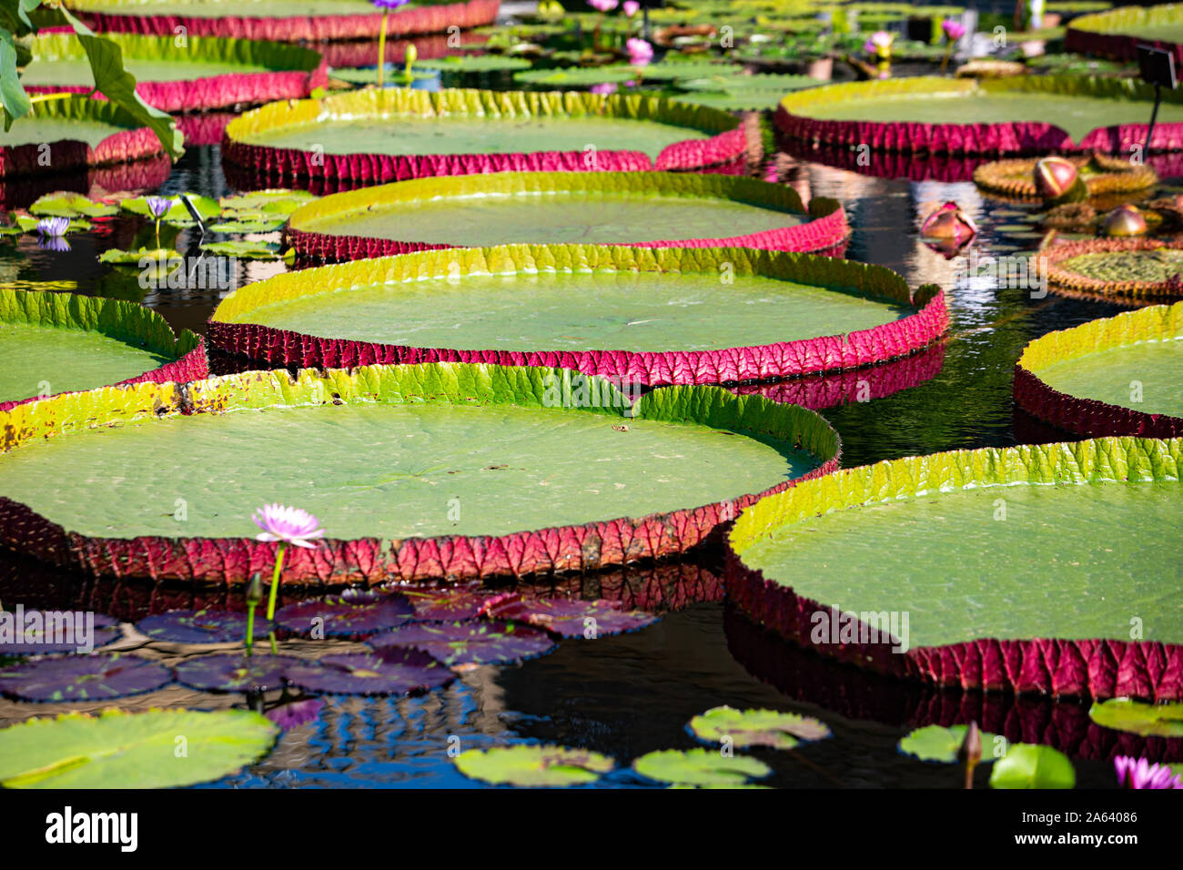 Amazon water lily hi-res stock photography and images - Alamy