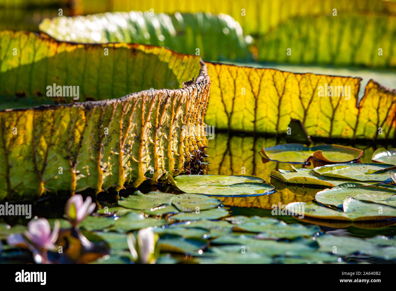 Giant amazon water lily closeup at the pond sunlight Stock Photo - Alamy