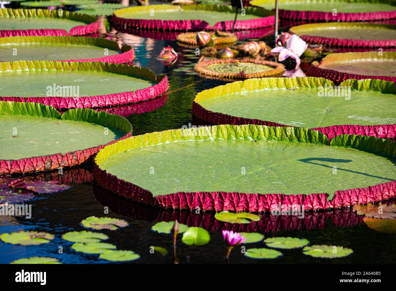 Giant amazon water lily closeup at the pond sunlight Stock Photo - Alamy