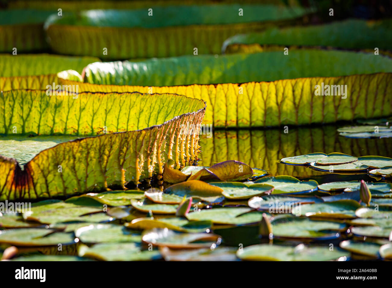 Amazon water lily hi-res stock photography and images - Alamy