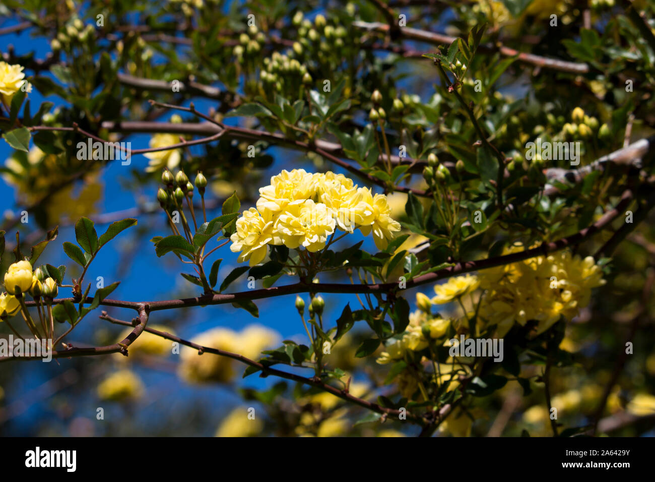 Rosa Banksiae Lutea ,Lady Banks' rose a species of thornless flowering ...