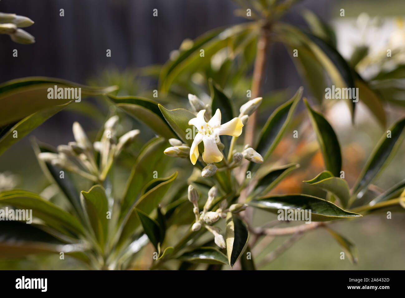native Australian frangipani Hymenosporum plant with yellow and white ...
