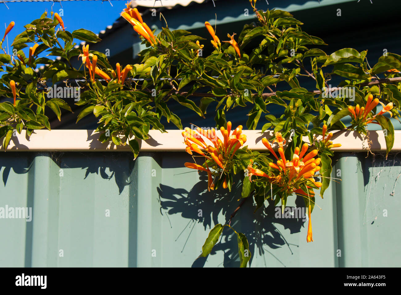 Glorious orange trumpet flowers of orange trumpet vine pyrostegia ignea ...