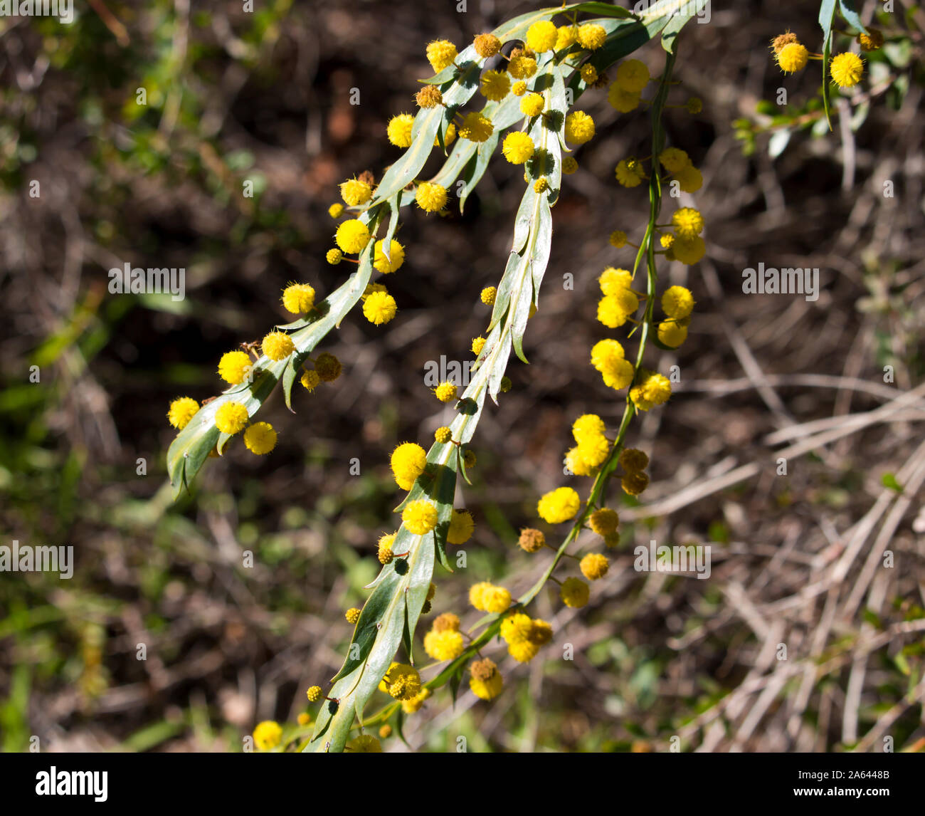 Row of wattle tree australia hi-res stock photography and images - Alamy
