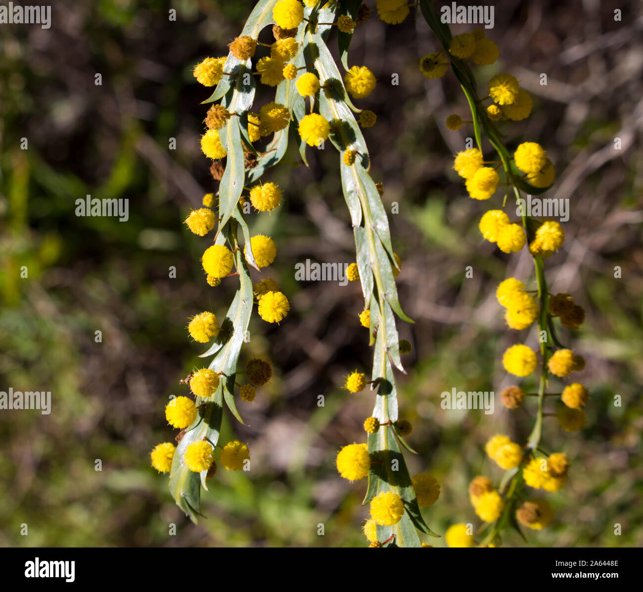 Row of wattle tree australia hi-res stock photography and images - Alamy