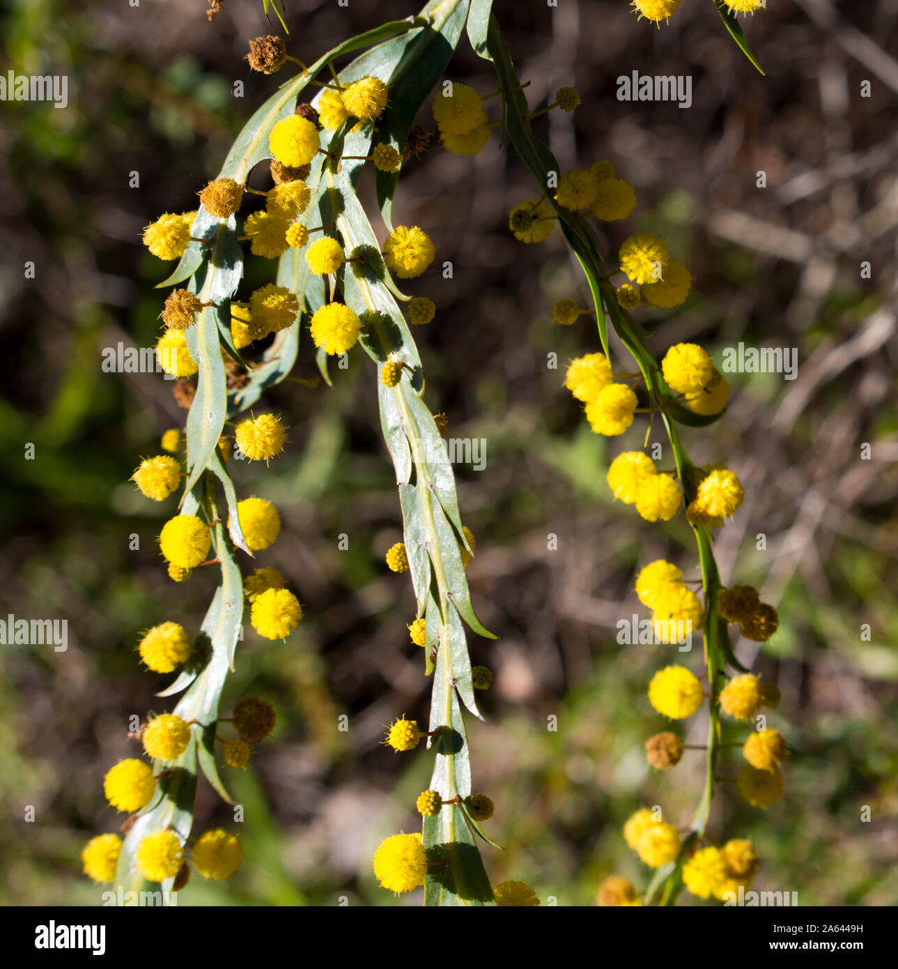 Acacia glaucoptera, flat wattle or clay wattle, a species of Acacia is ...
