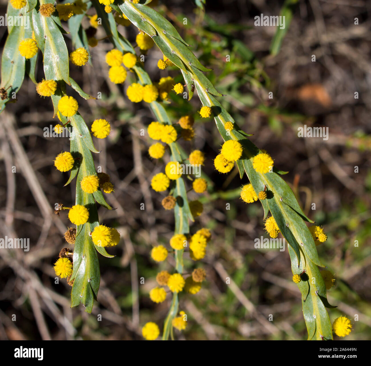Acacia glaucoptera, flat wattle or clay wattle, a species of Acacia is ...