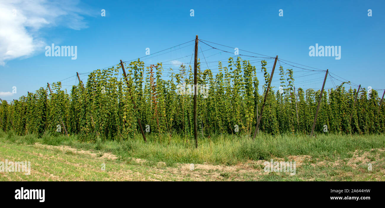 Landscape of tall hops field with blue sky. Hop field before the ...