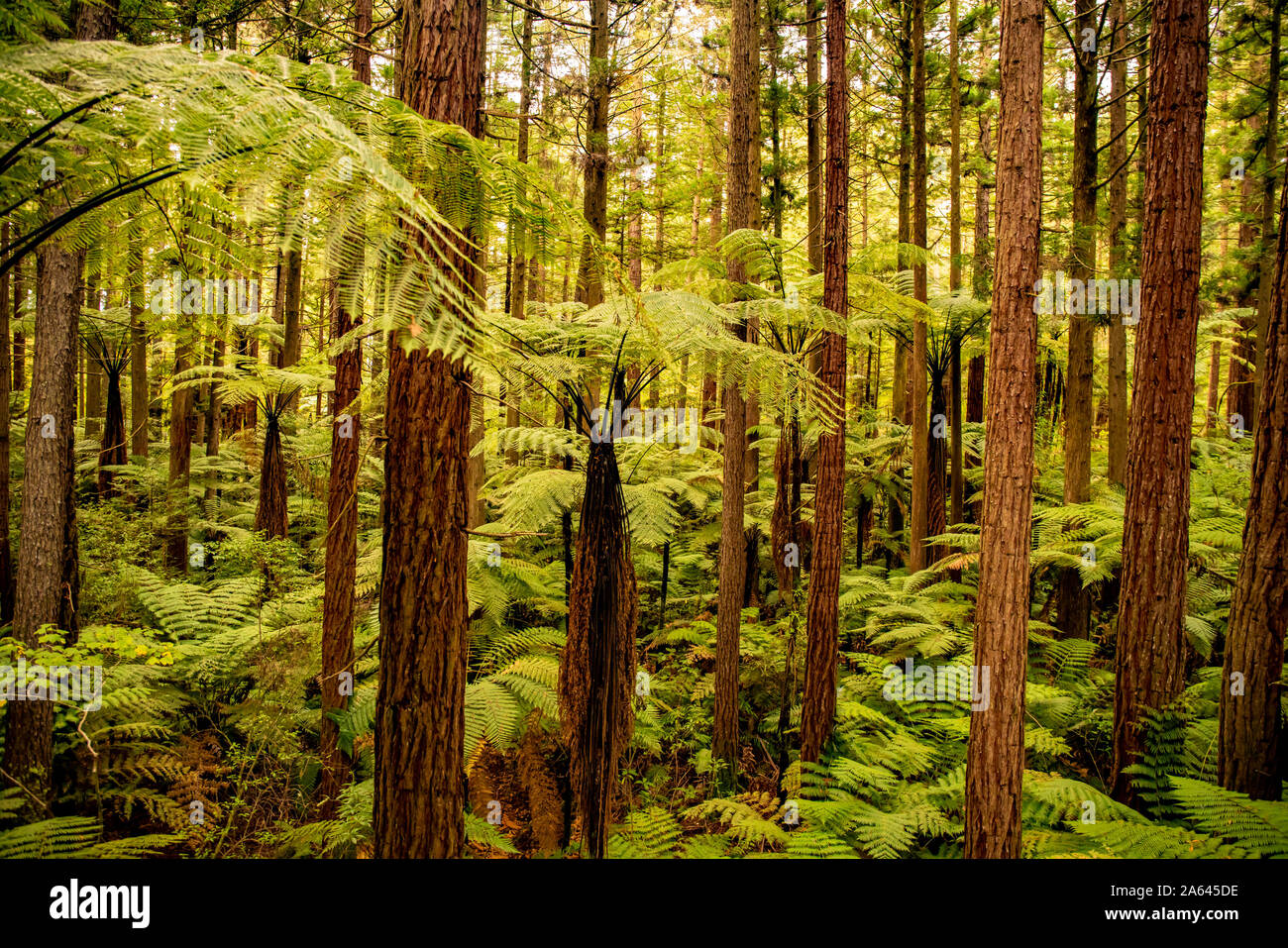 Thick lush canopy of the Tall Redwoods of Whakarewarewa Forest in ...