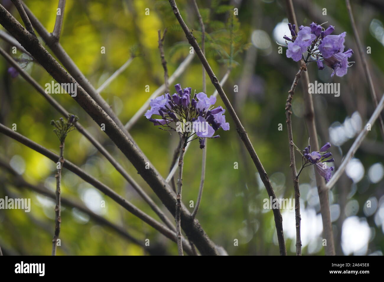 Purple flower in the garden, Jakarta Indonesia Stock Photo - Alamy