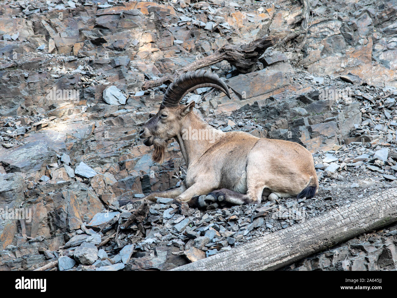 West caucasian tur goat hi-res stock photography and images - Alamy