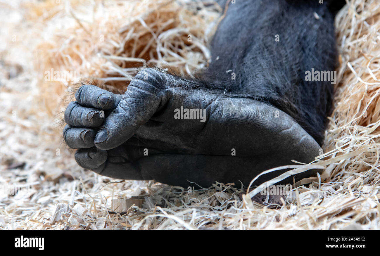 Great Apes Feet