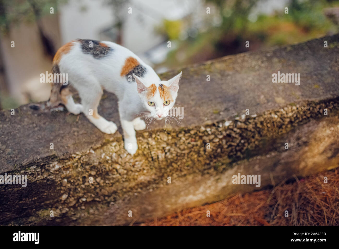 Street white cat staring into the camera, closeup Stock Photo - Alamy