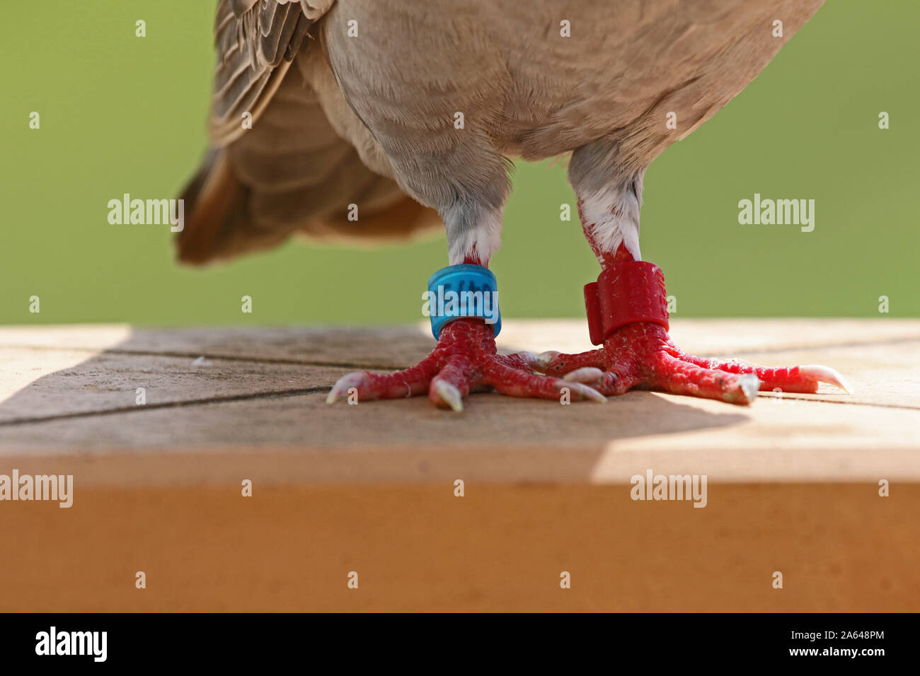 tagged feet of an Italian homing pigeon, racing pigeon or domestic ...