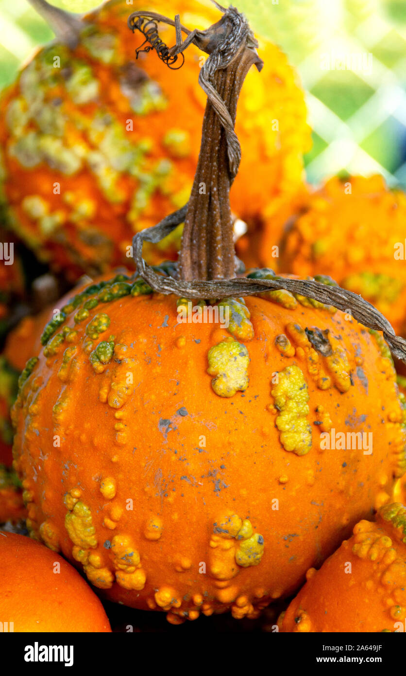 Elongated pumpkin hi-res stock photography and images - Alamy