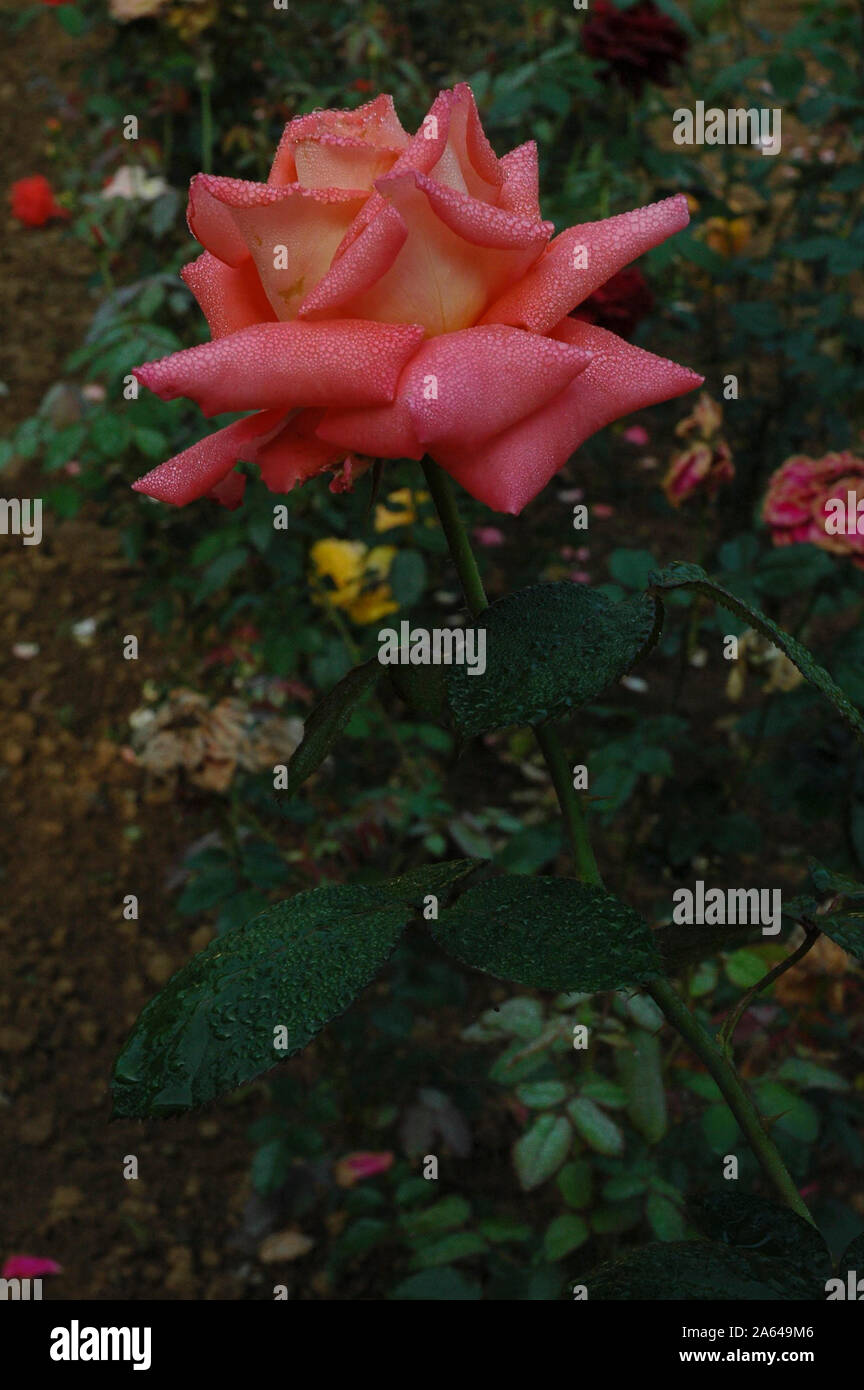 Pink rose petal with morning dew drops hi-res stock photography and ...