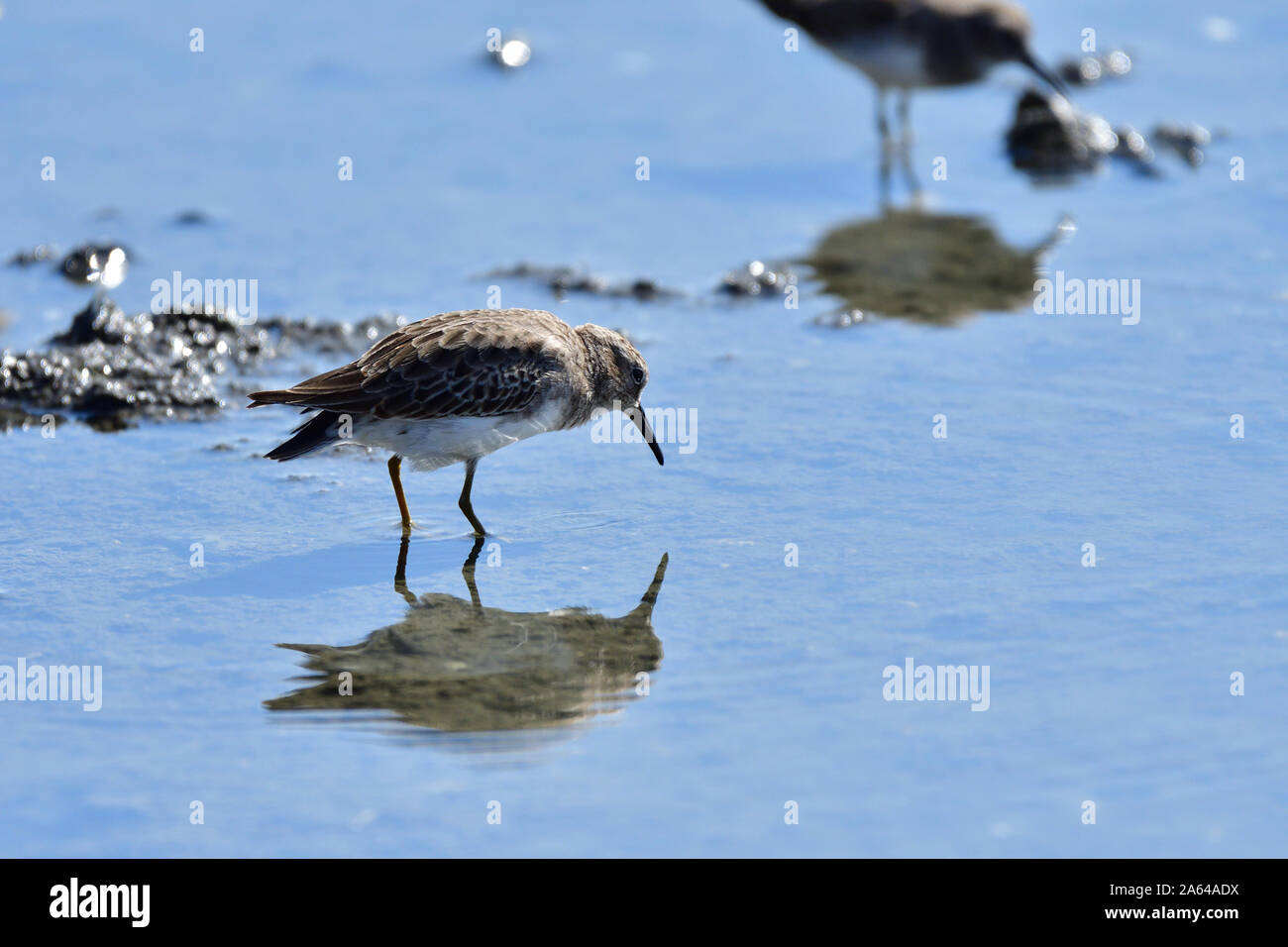 Sandpiper Digging in Sand for Larvae Stock Photo - Alamy