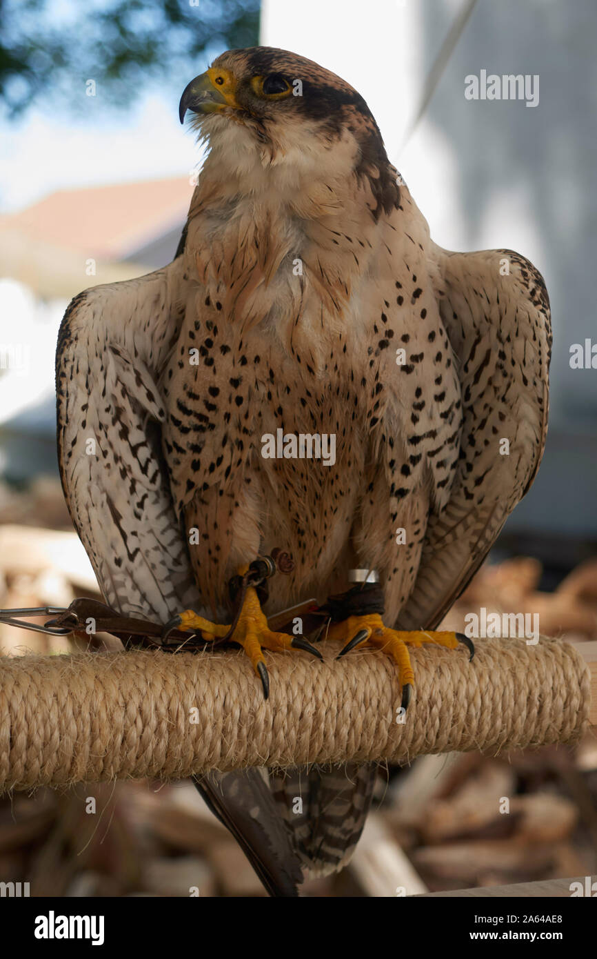 Hunting falcon in middle ages style in germany Stock Photo - Alamy