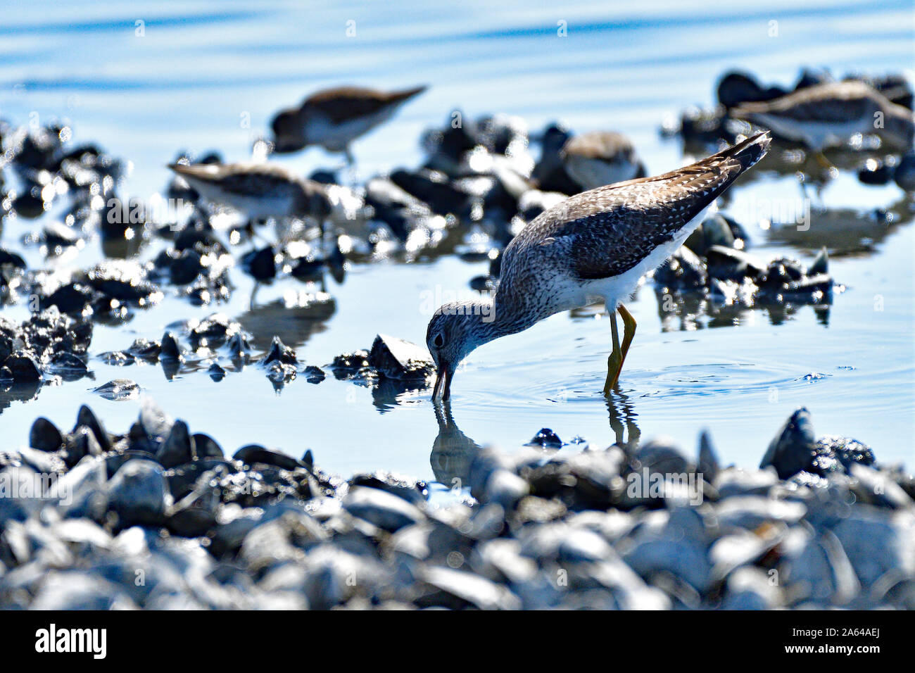 Sandpiper Digging in Sand for Larvae Stock Photo - Alamy