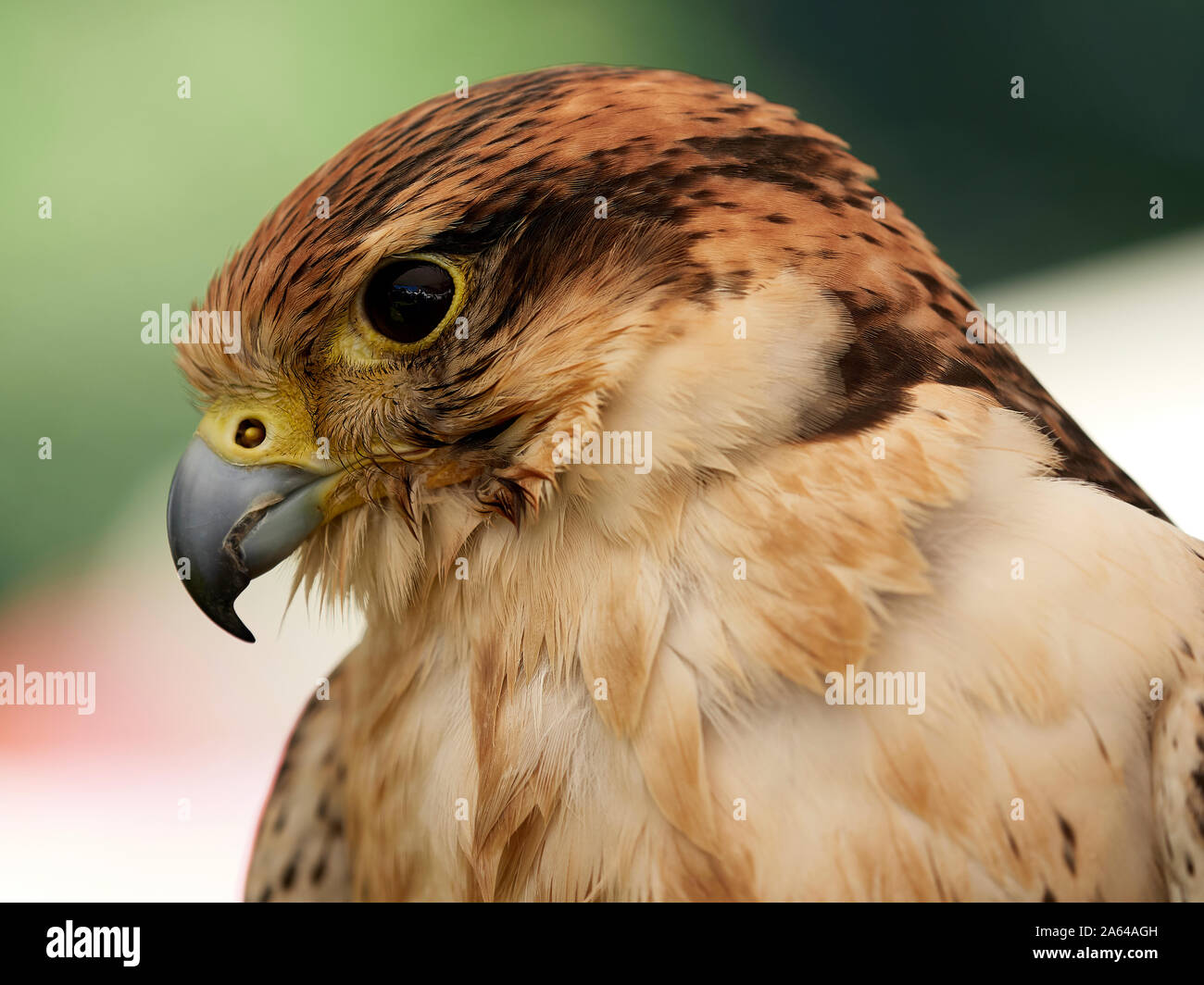 Hunting falcon in middle ages style in germany Stock Photo - Alamy