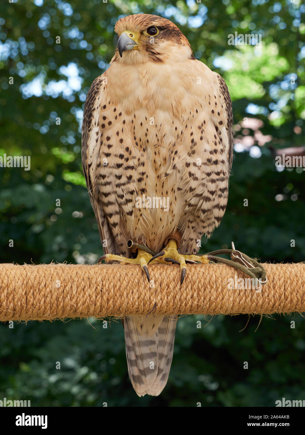 Hunting falcon in middle ages style in germany Stock Photo - Alamy