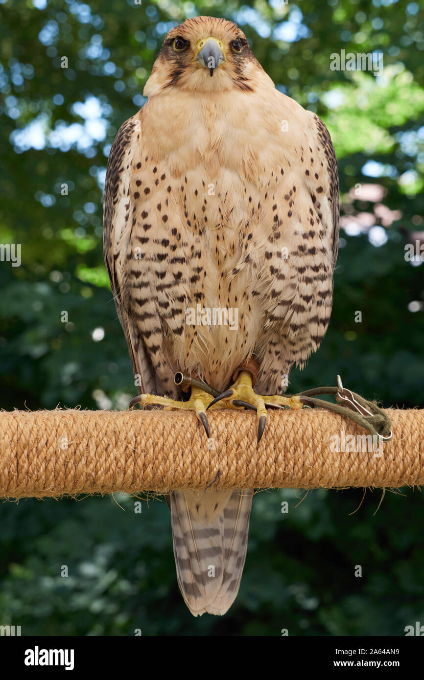 Hunting falcon in middle ages style in germany Stock Photo - Alamy