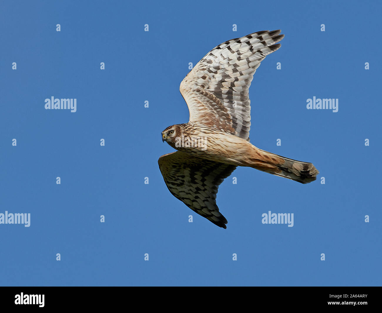 Hen harrier in flight hi-res stock photography and images - Alamy