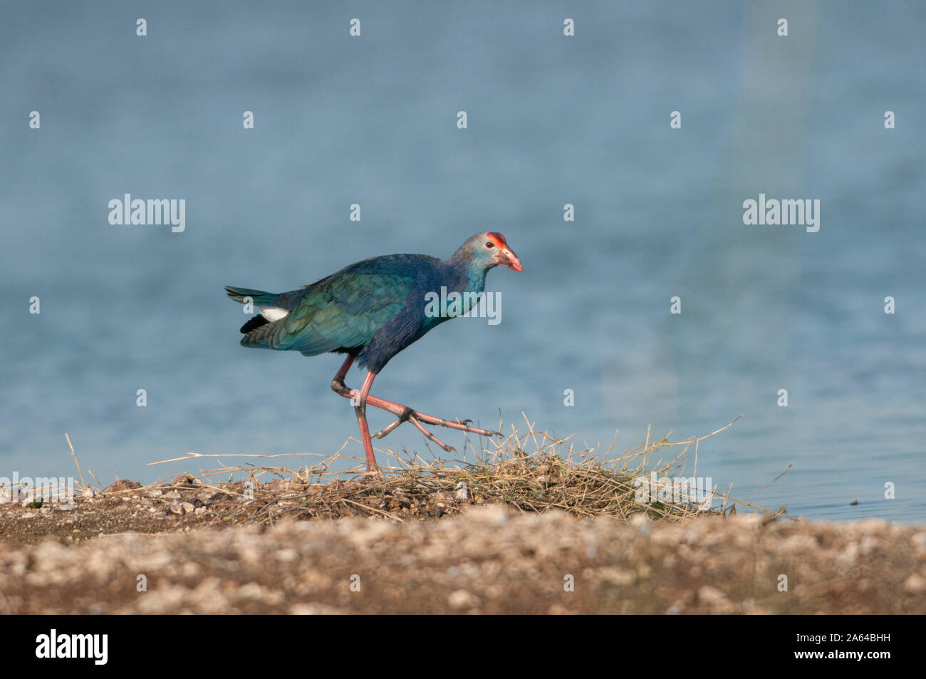 Purple Moorhen seen near waterbody at Jamnagar,Gujarat,India Stock ...