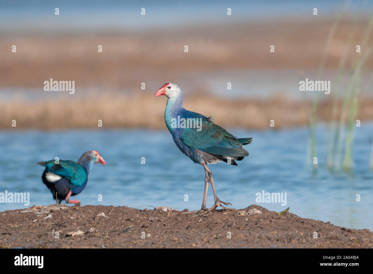 Indian moorhen hi-res stock photography and images - Alamy