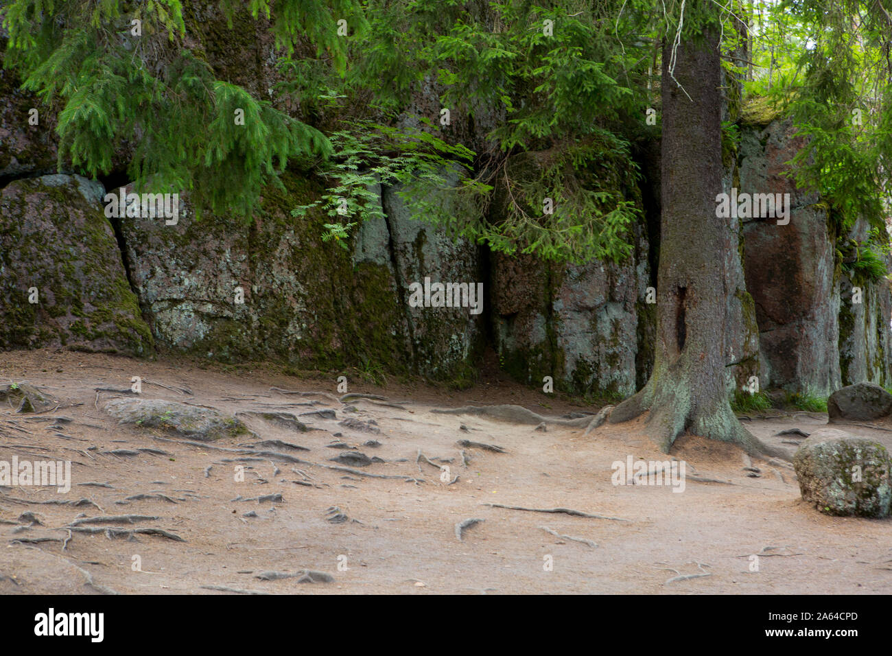 Vyborg lake forest hi-res stock photography and images - Alamy