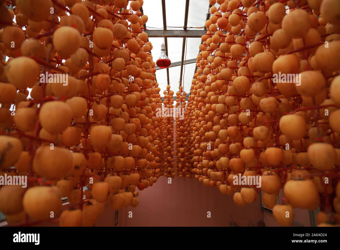 Ripe persimmons and persimmon technology hang in the wind Stock Photo ...