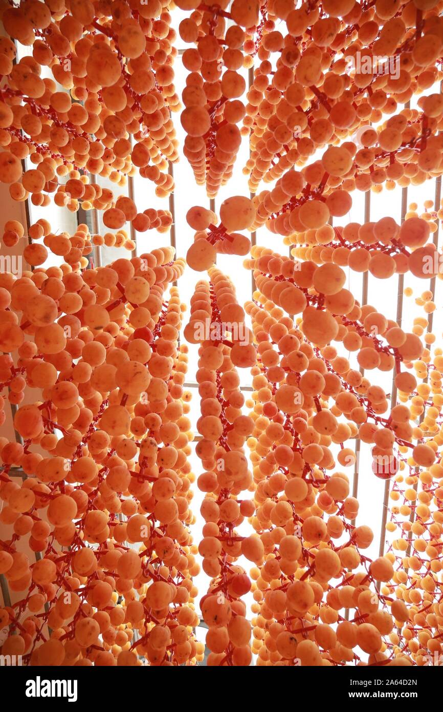 Ripe persimmons and persimmon technology hang in the wind Stock Photo ...