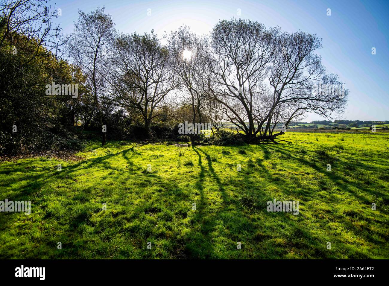 Treescape in Combe Valley, East Sussex, England Stock Photo - Alamy